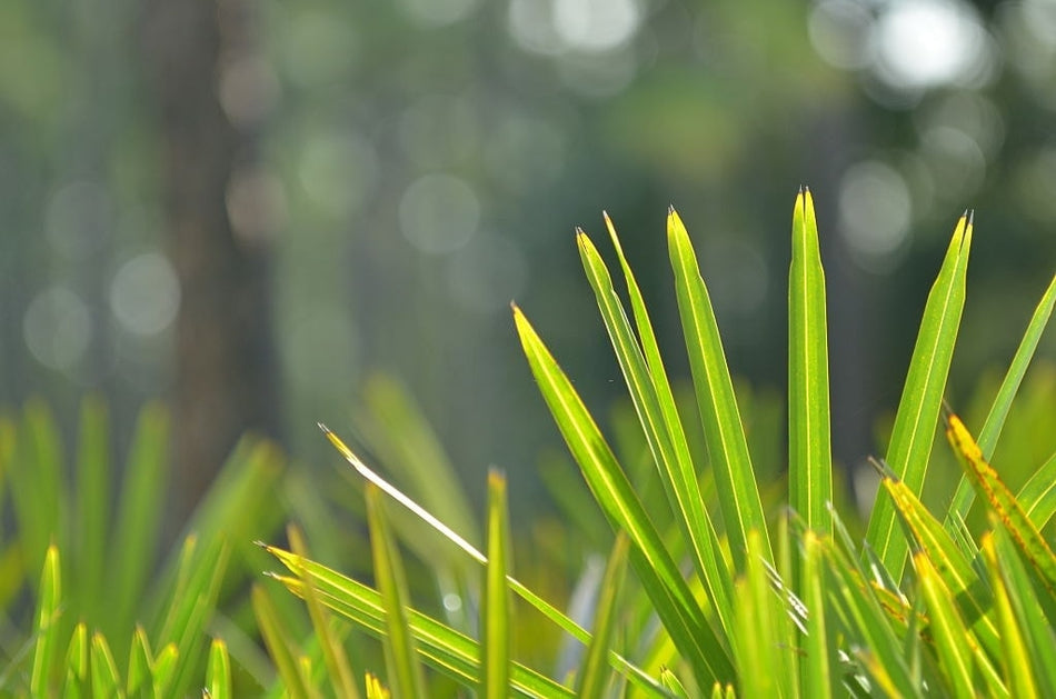 How long does it take for saw palmetto to work for hair loss? – Biotin ...